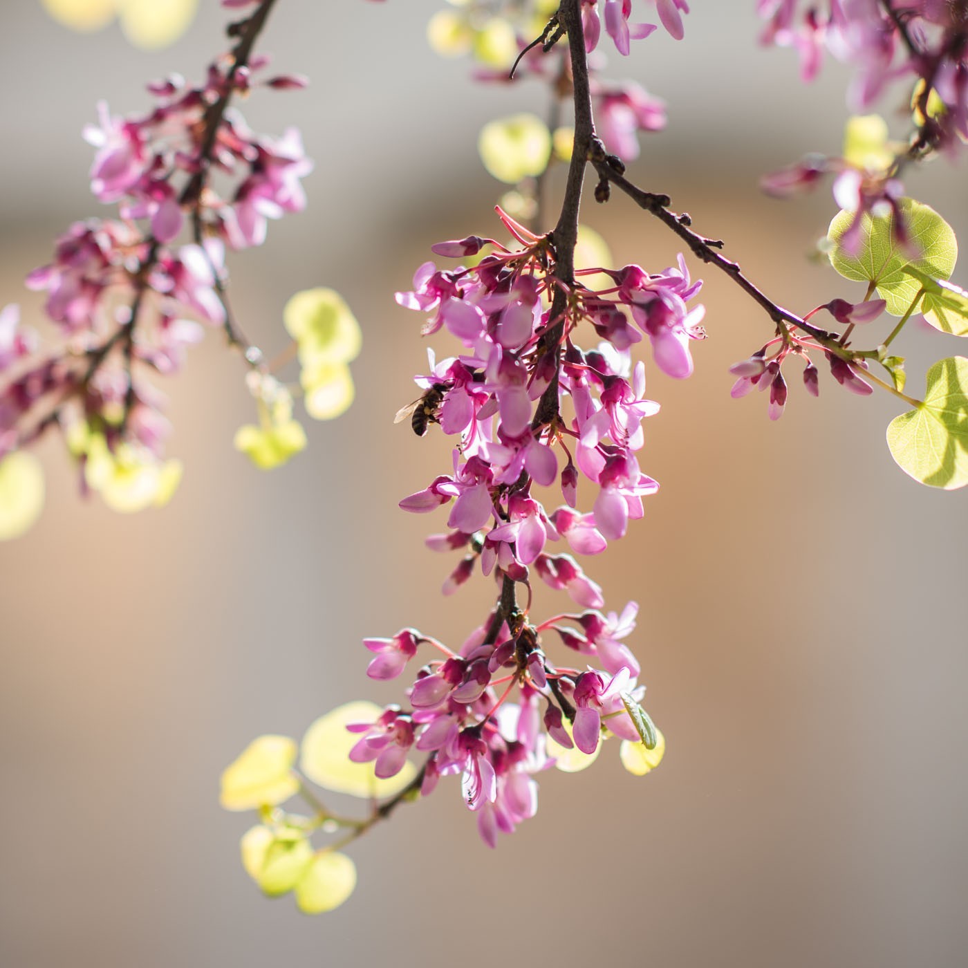 Bloesem fotograferen: 8 tips • Vink Academy