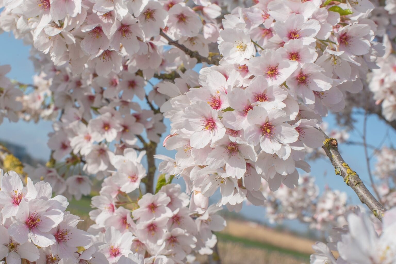 Bloesem fotograferen: 8 tips • Vink Academy