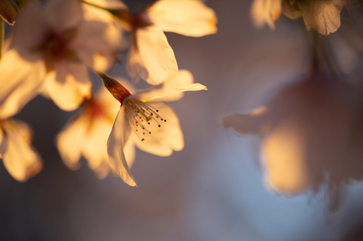 Bloesem fotograferen: 8 tips • Vink Academy