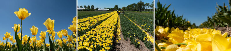 Drieluik maken: tips voor het fotograferen, selecteren en presenteren ...