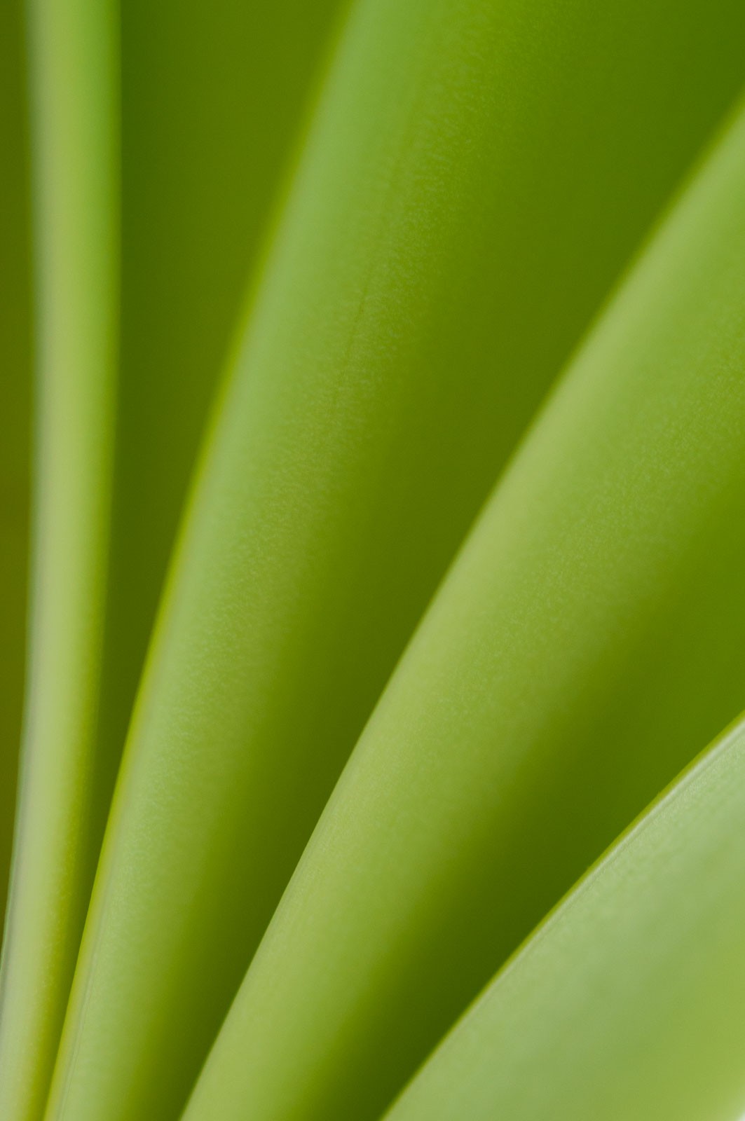 Fotografie challenge April: Groen - Vink Academy