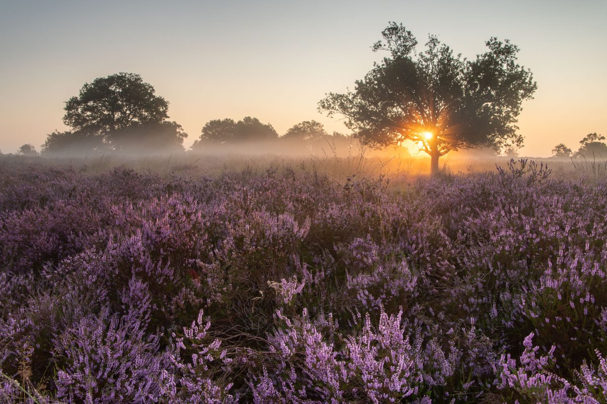 Tips voor het fotograferen van de paarse heide • Vink Academy