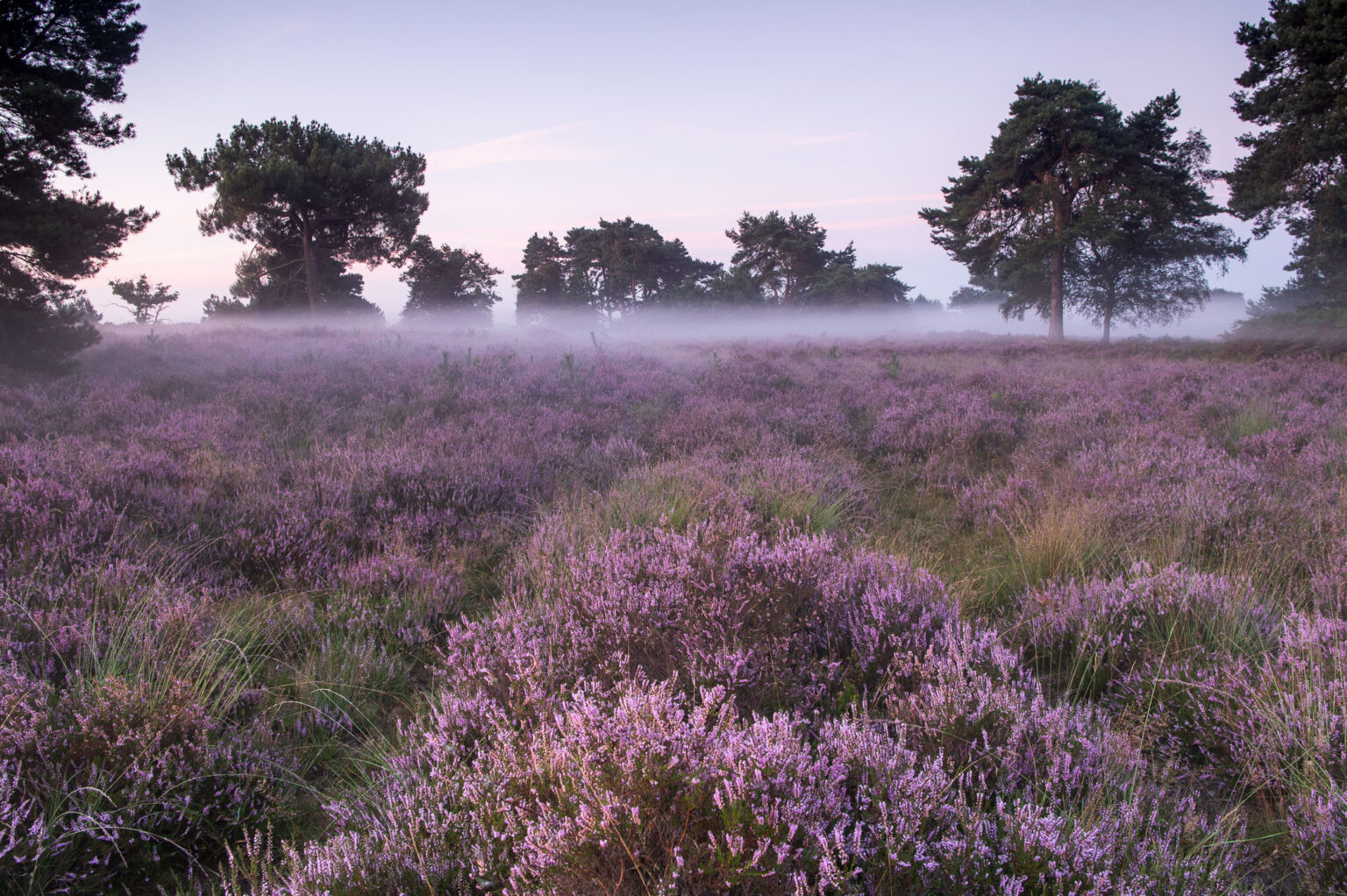 Tips voor het fotograferen van de paarse heide • Vink Academy