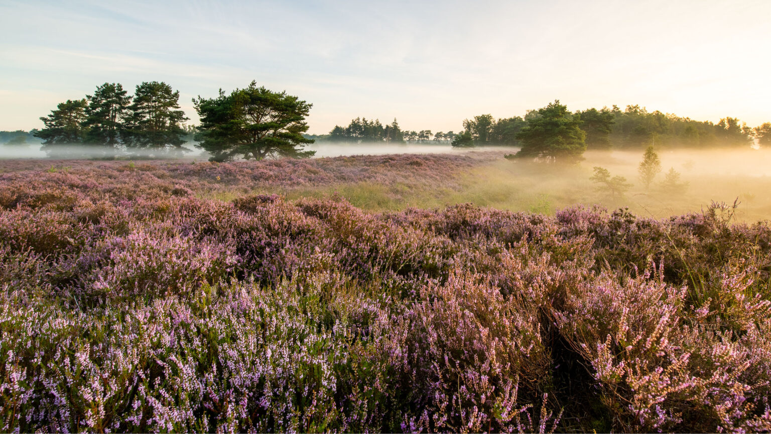 Tips voor het fotograferen van de paarse heide • Vink Academy