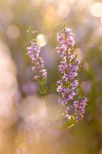 Tips voor het fotograferen van de paarse heide • Vink Academy