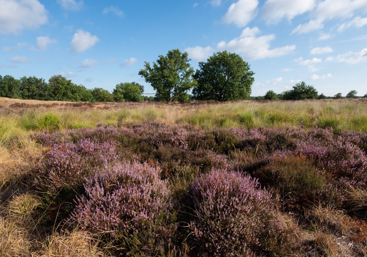 Tips voor het fotograferen van de paarse heide • Vink Academy