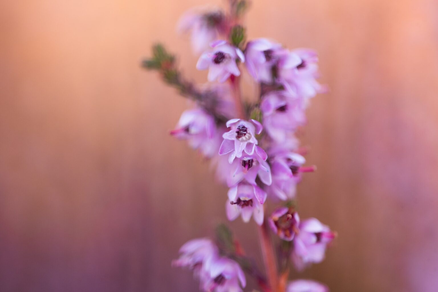 Tips voor het fotograferen van de paarse heide • Vink Academy