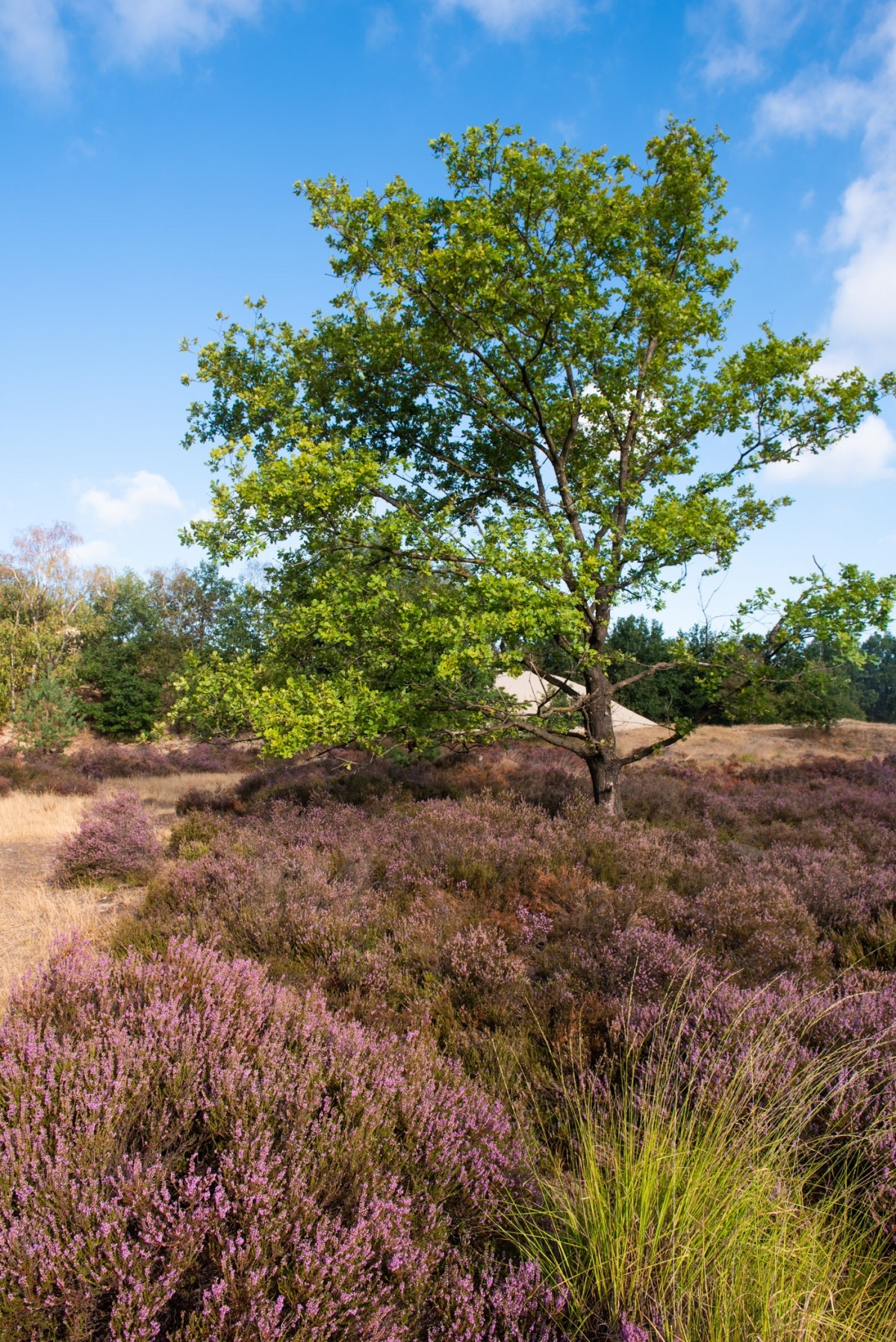Tips voor het fotograferen van de paarse heide • Vink Academy