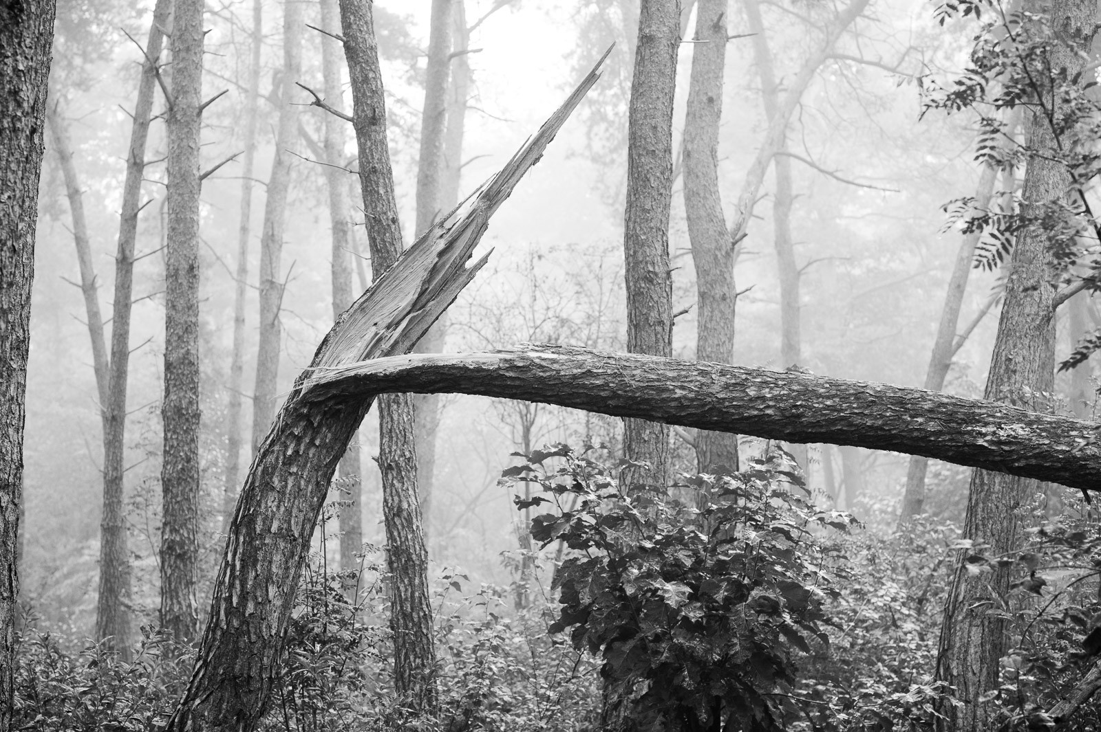 15 tips voor fotograferen in de mist - Vink Academy