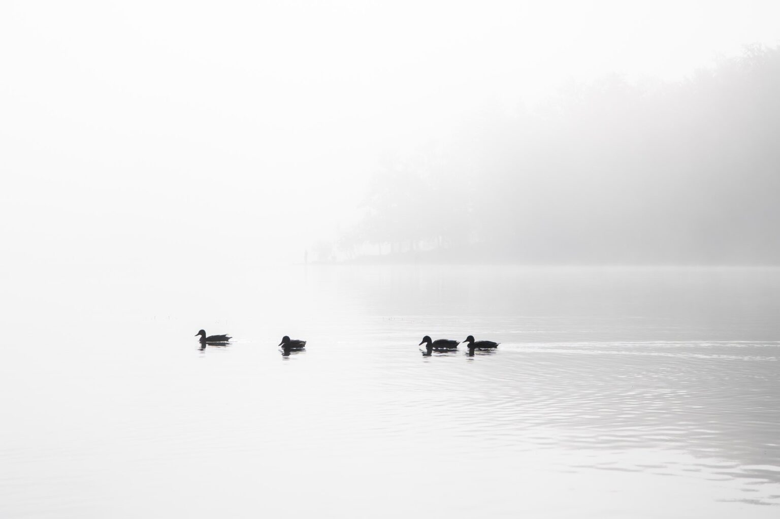 15 tips voor fotograferen in de mist • Vink Academy