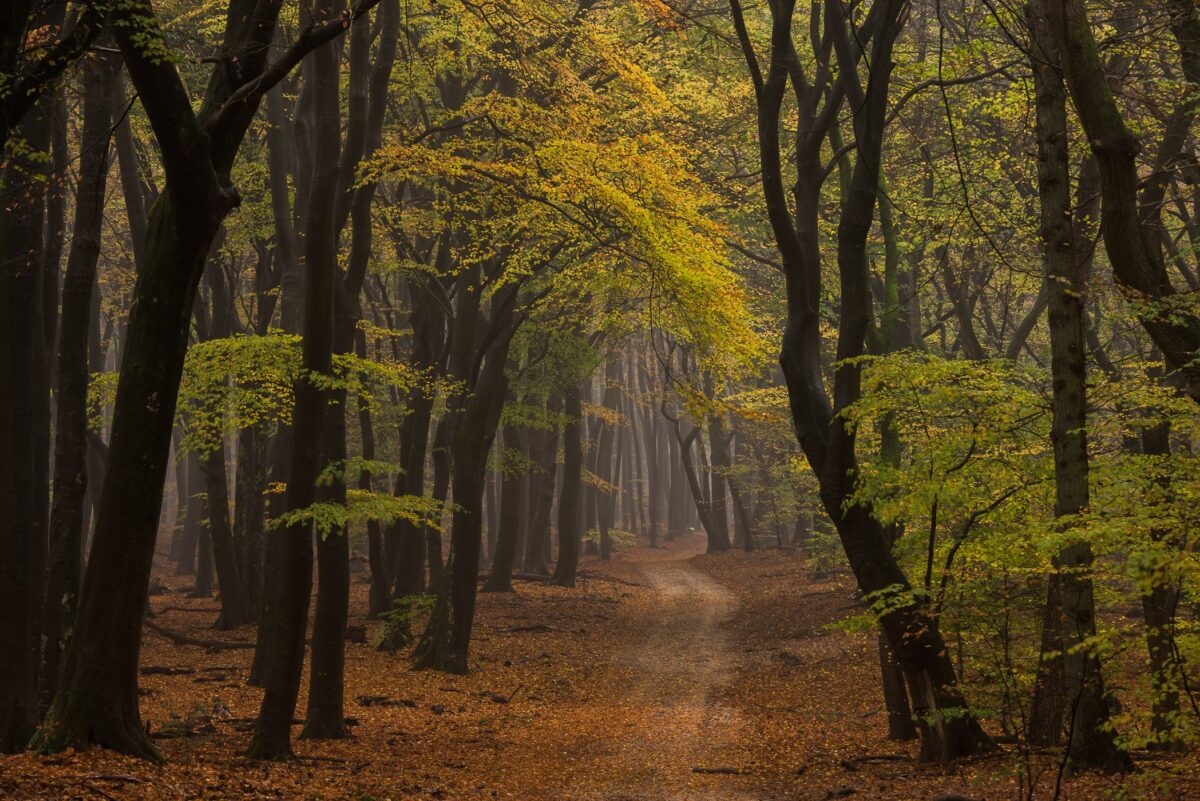 8 tips voor het fotograferen van de herfst • Vink Academy