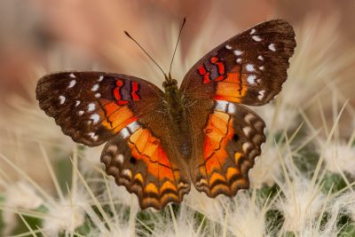 Vlinders fotograferen: heel veel tips • Vink Academy